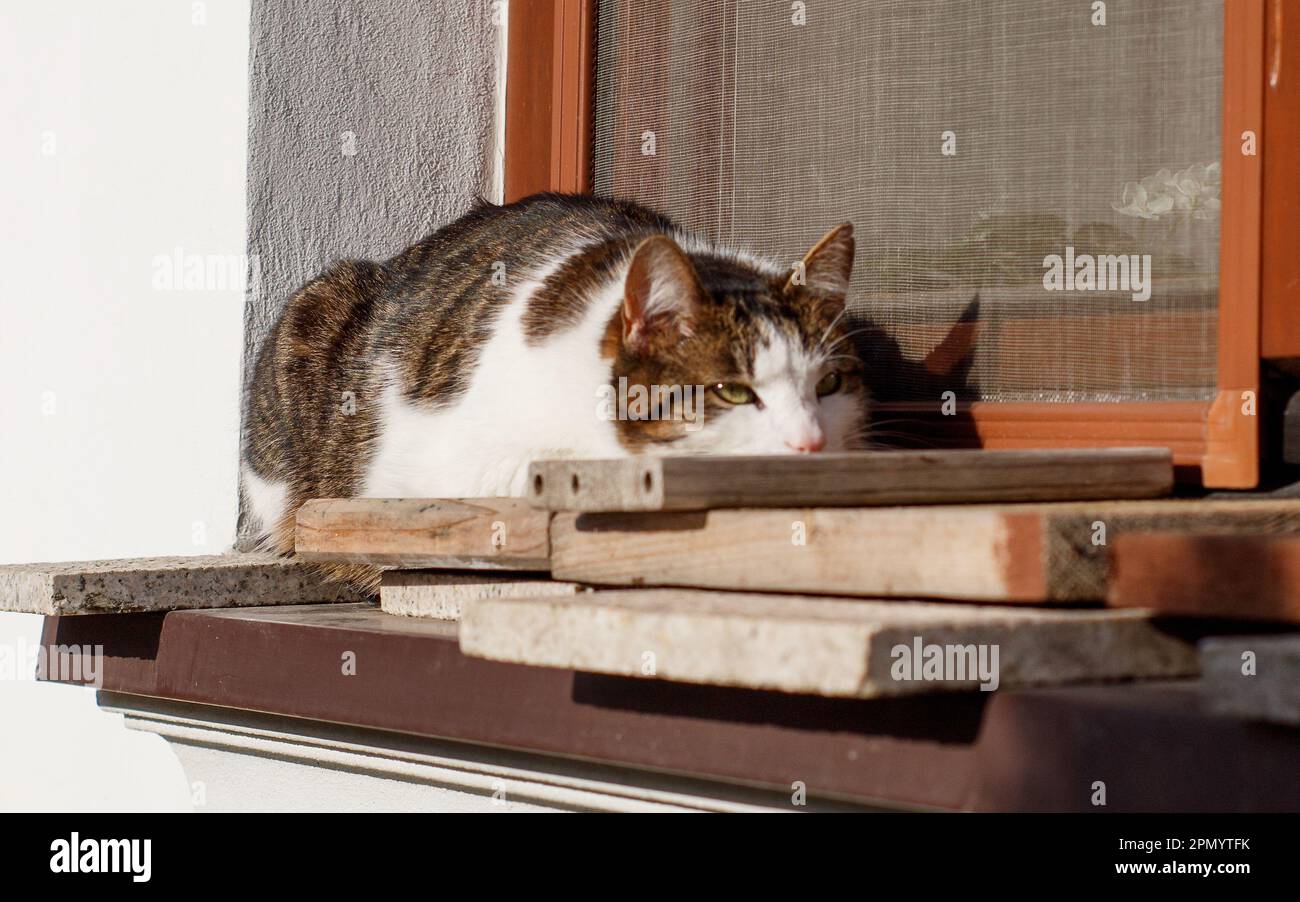a cat resting in the sun by a window Stock Photo - Alamy