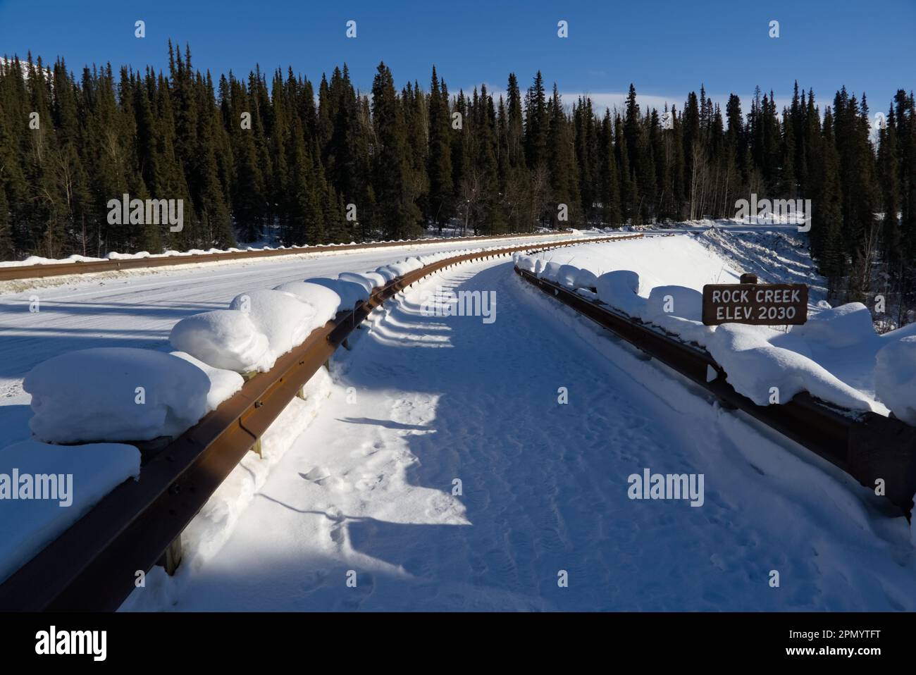 cured trail in the snowy field with pine trees on both side Stock Photo ...