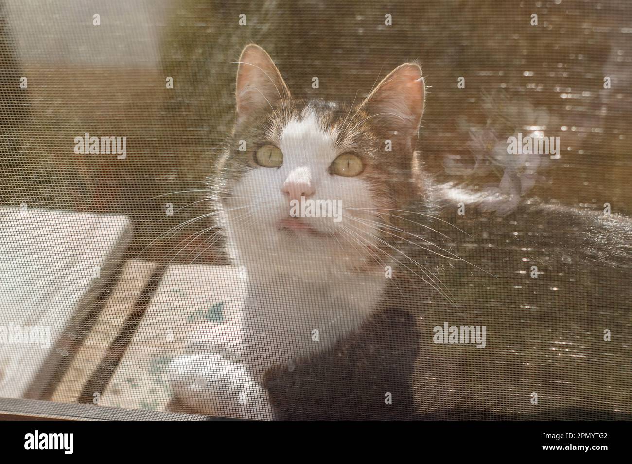 a cat looking inside a house thru a mosquito net Stock Photo - Alamy