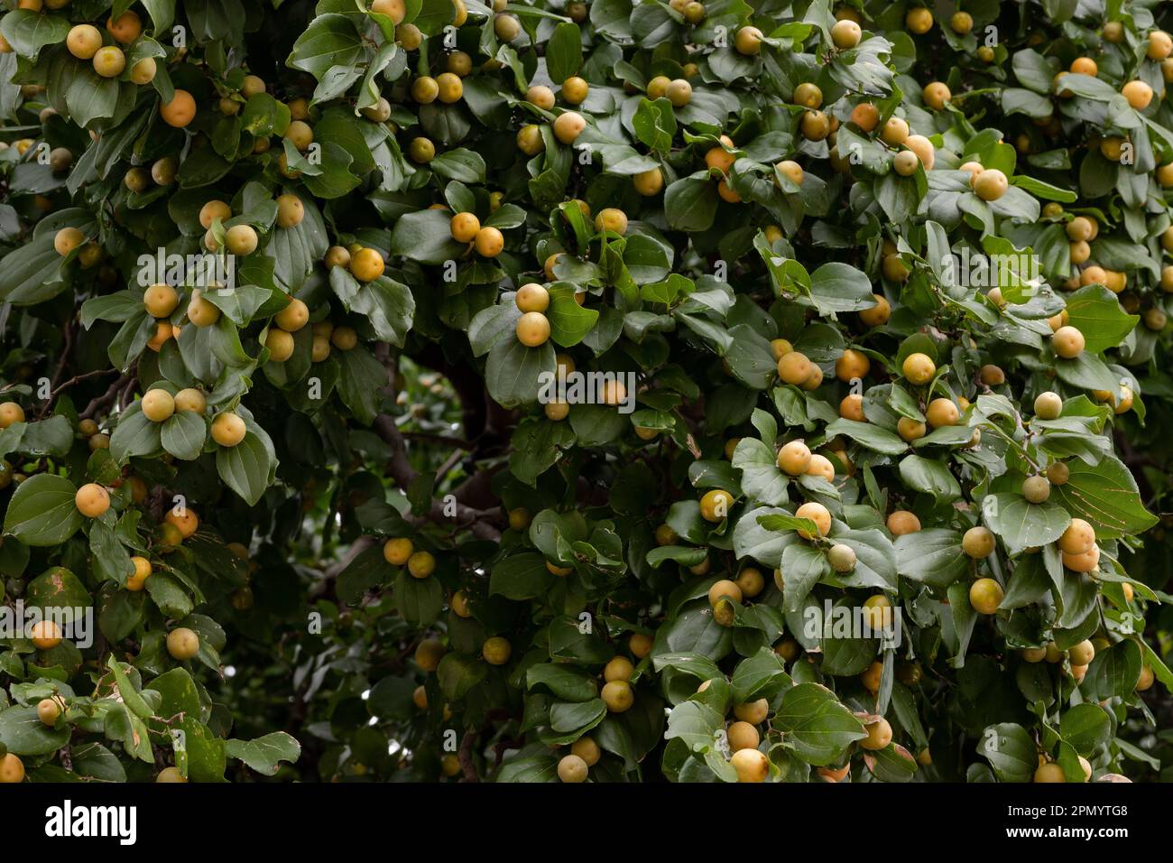 juá - canopy of the juazeiro tree loaded with ripe fruits Stock Photo ...