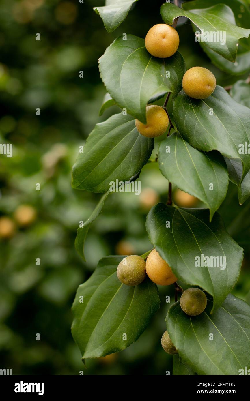 juá - branch of the juazeiro tree with ripe fruits Stock Photo - Alamy