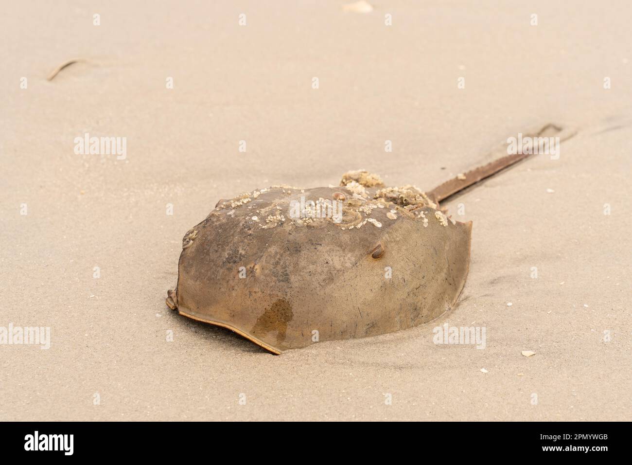 Horseshoe crab fossil hi-res stock photography and images - Alamy