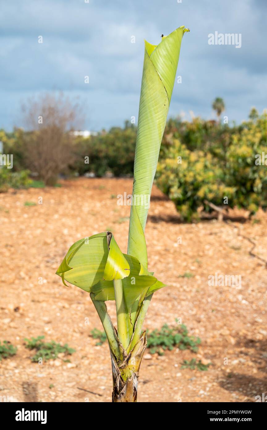 Small growing banana tree, musa, , Peyia, Cyprus Stock Photo - Alamy