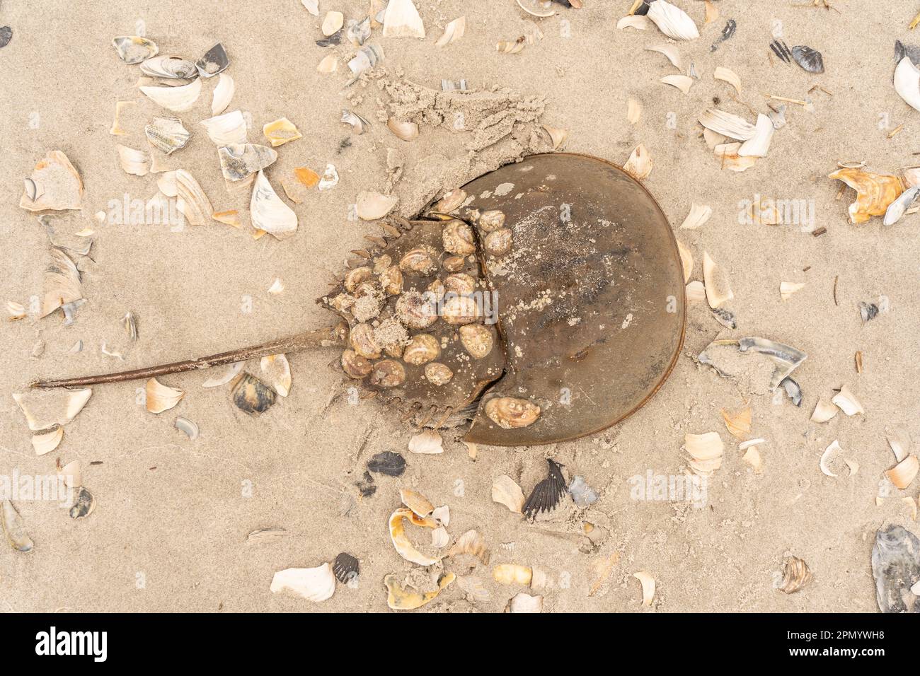 Limulidae blood hi-res stock photography and images - Alamy