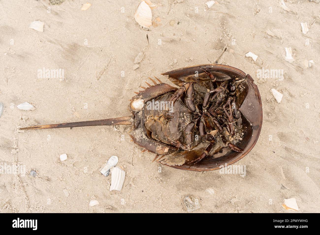 Horseshoe crab fossil hi-res stock photography and images - Alamy