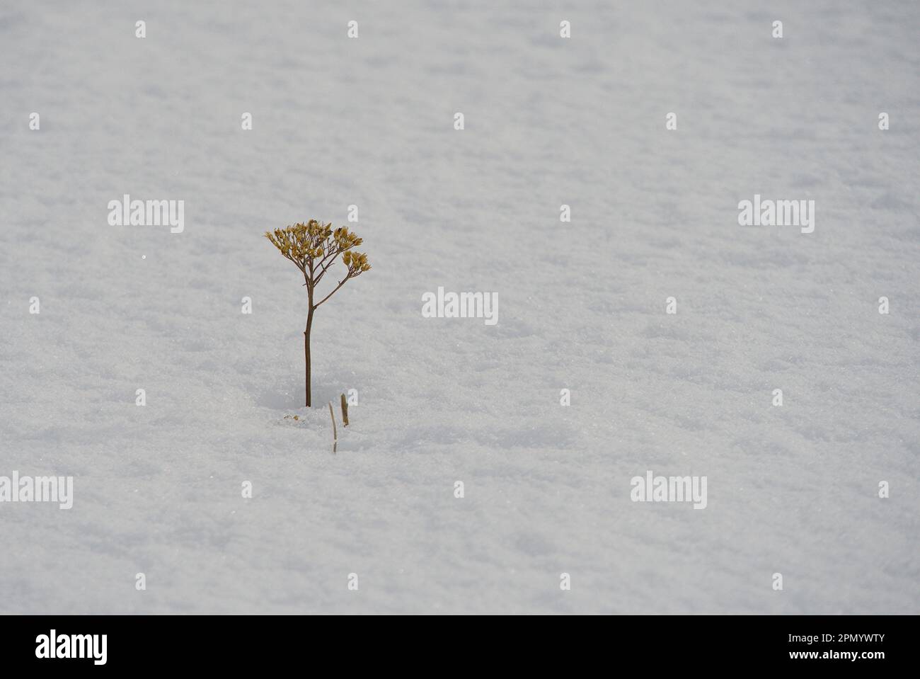 Frost dry flowers covered hi-res stock photography and images - Alamy