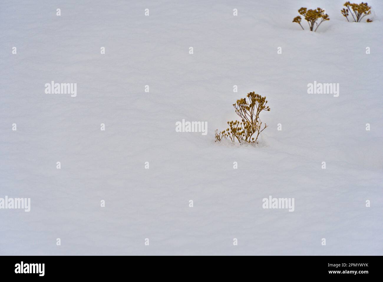 Flowers plants on ice hi-res stock photography and images - Alamy