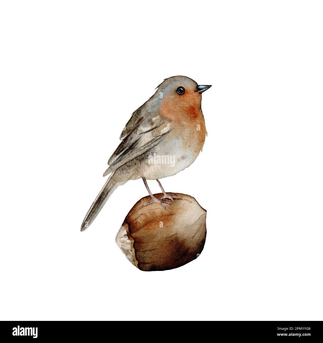 Watercolor Bird Robin Hand Drawn Winter Illustration isolated on white ...