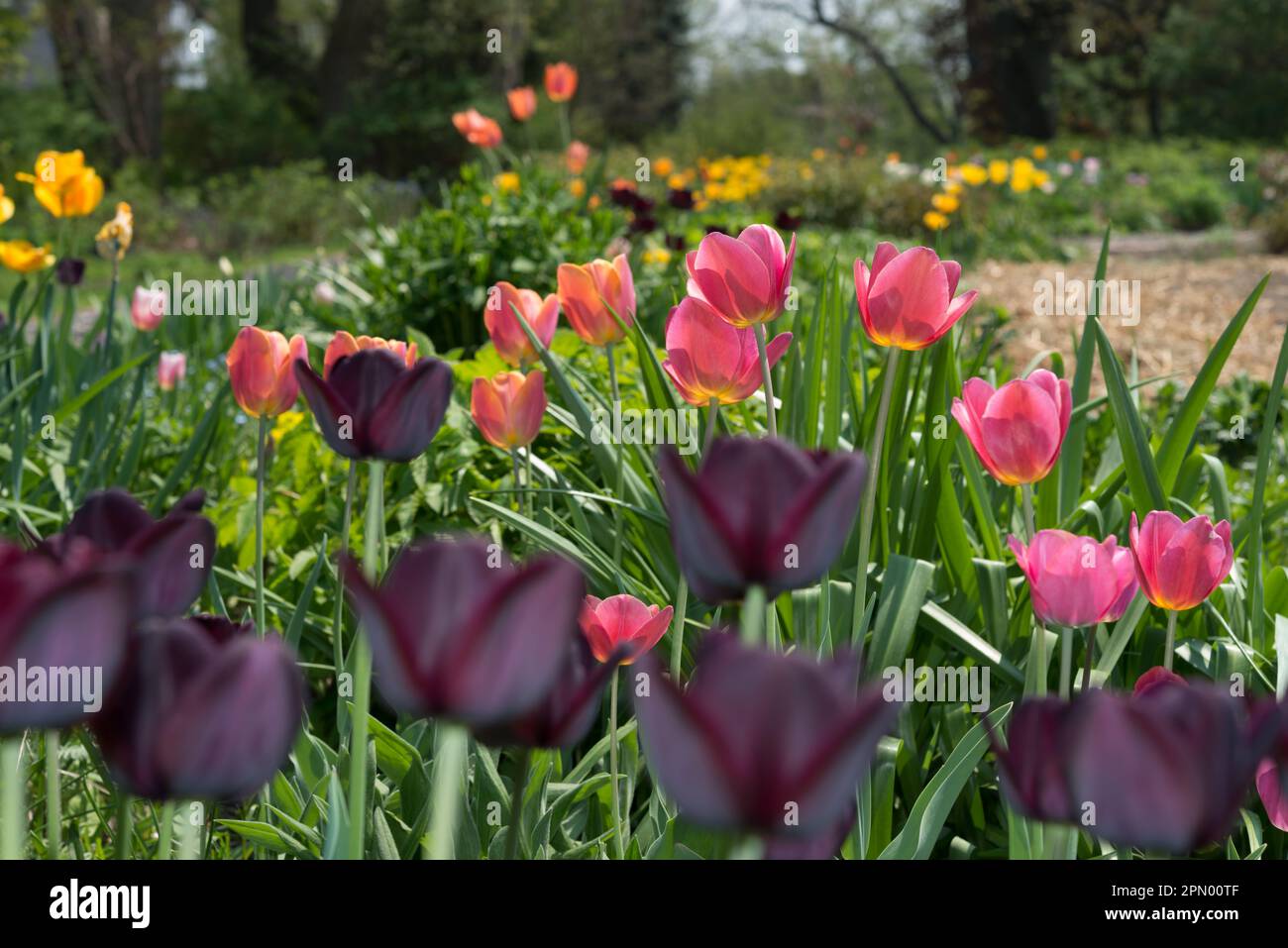 deep purple and pink spring flowers in a garden bed in the park Stock ...