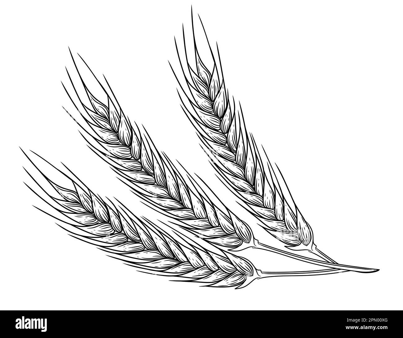 Outline sketch of wheat spikelets with ears grain and stem vector ...