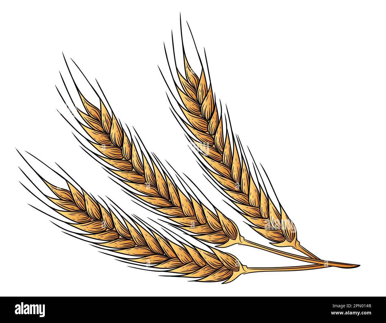 Outline sketch of wheat spikelets with ears grain and stem vector ...