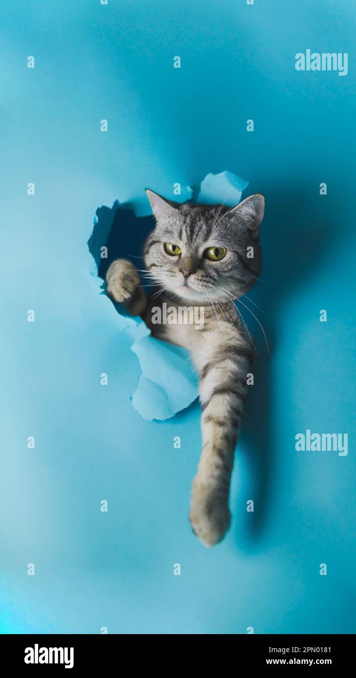 A curious grey cat peers through a blue gap in a floor, with a sneaky ...