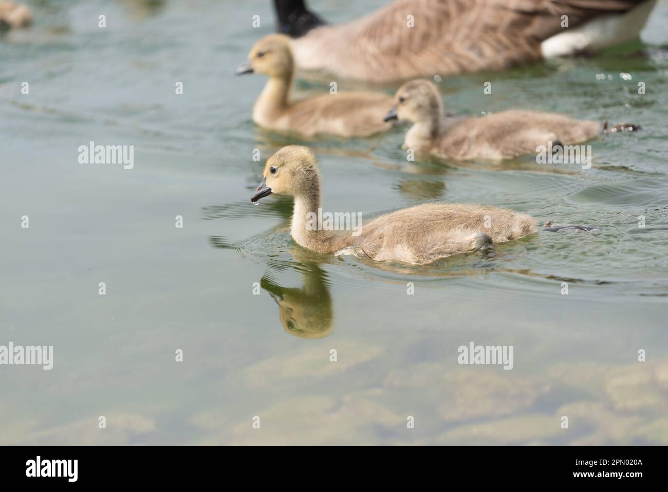 Canada goose (Branta canadensis) goslings on the surface of water Stock ...