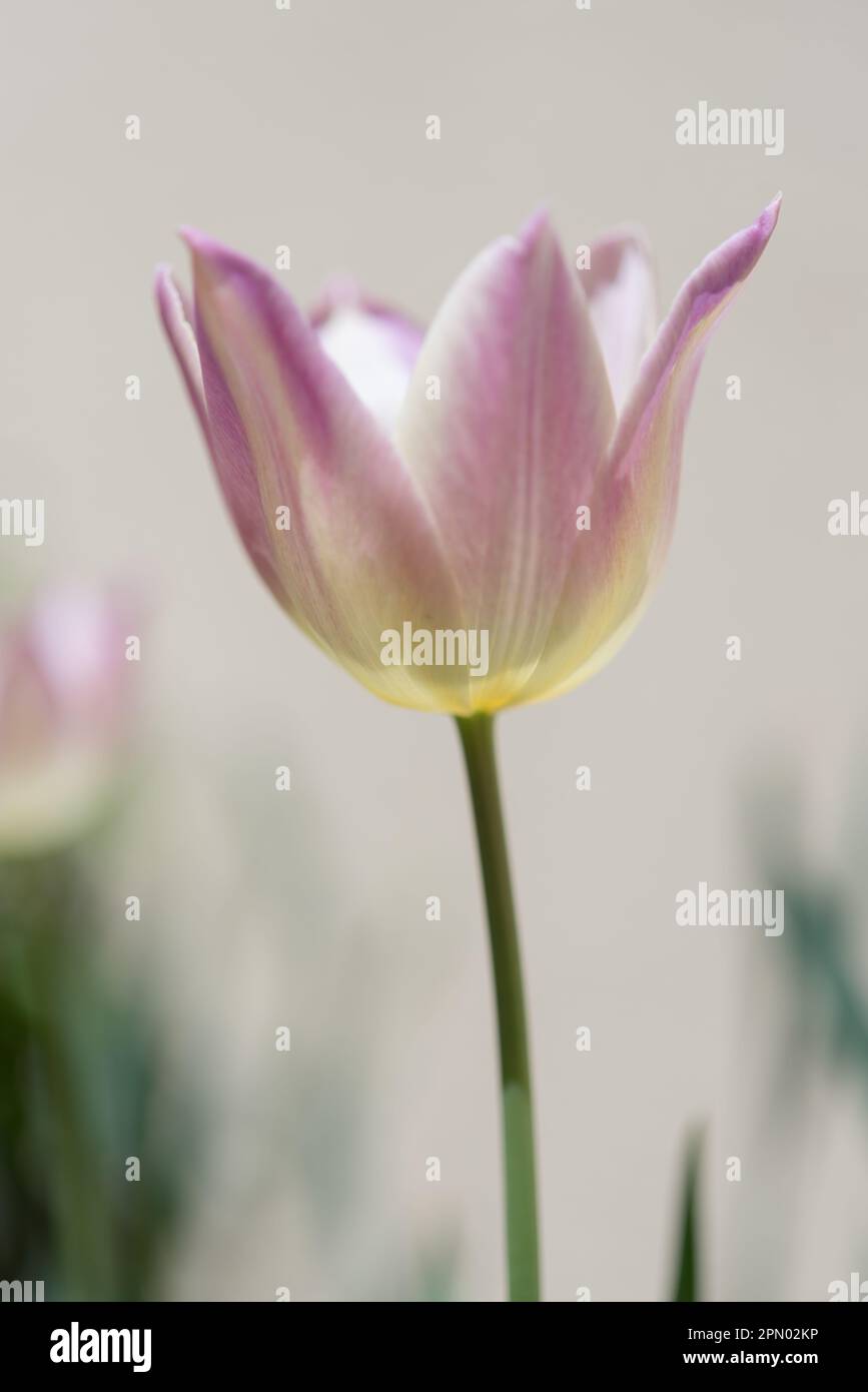 Tulip light hi-res stock photography and images - Alamy