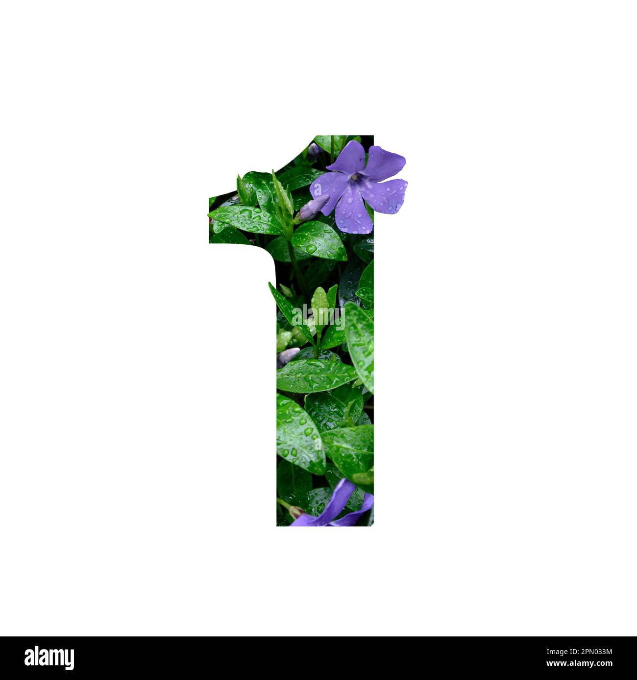 Creative number 1 one made of fresh flowers with raindrops. Beautiful ...