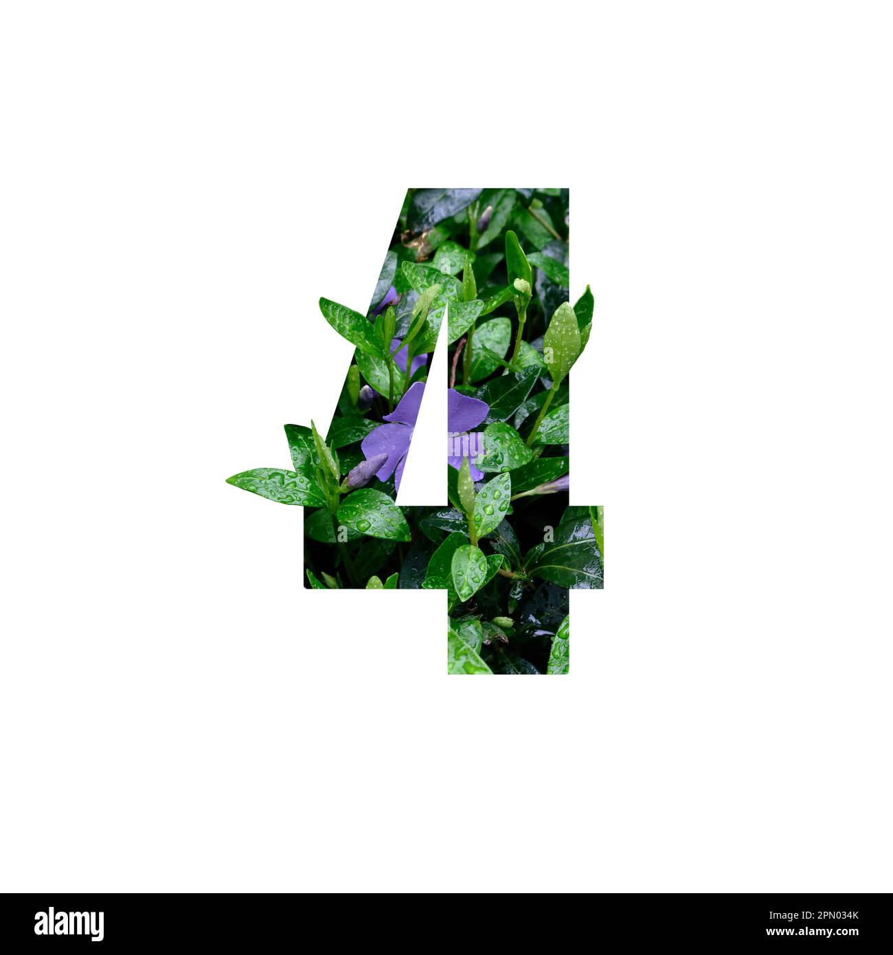 Creative number 4 four shape cutout with fresh flowers and raindrops ...