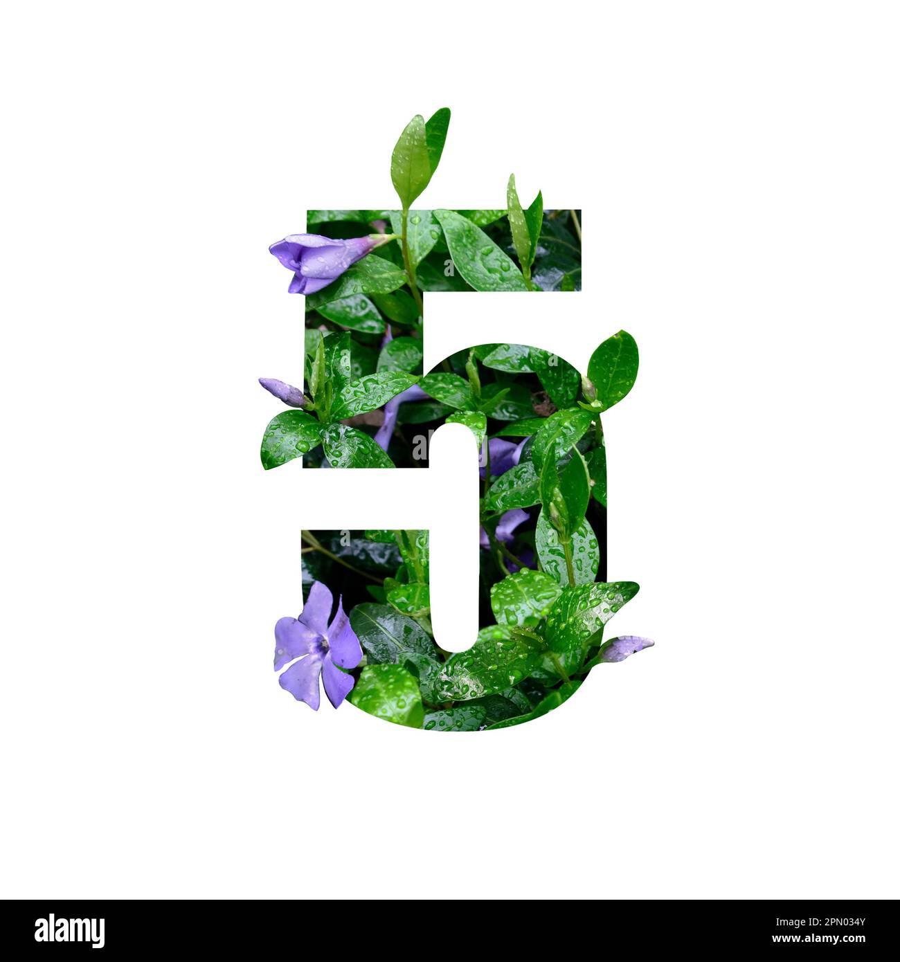 Number five flowers hi-res stock photography and images - Alamy