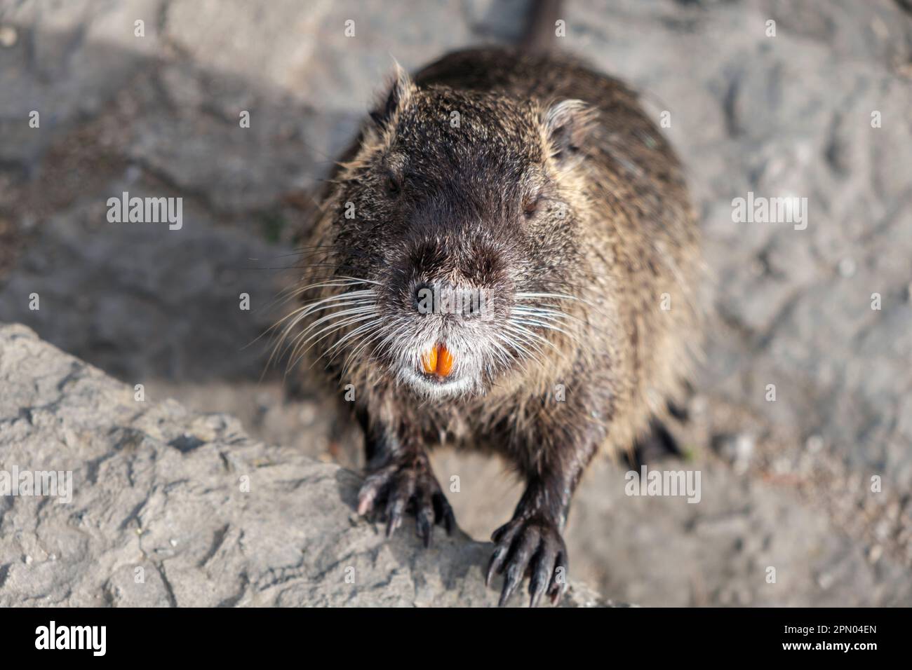 Nutria, a close-up of nutria's snout looking into a camera with orange ...