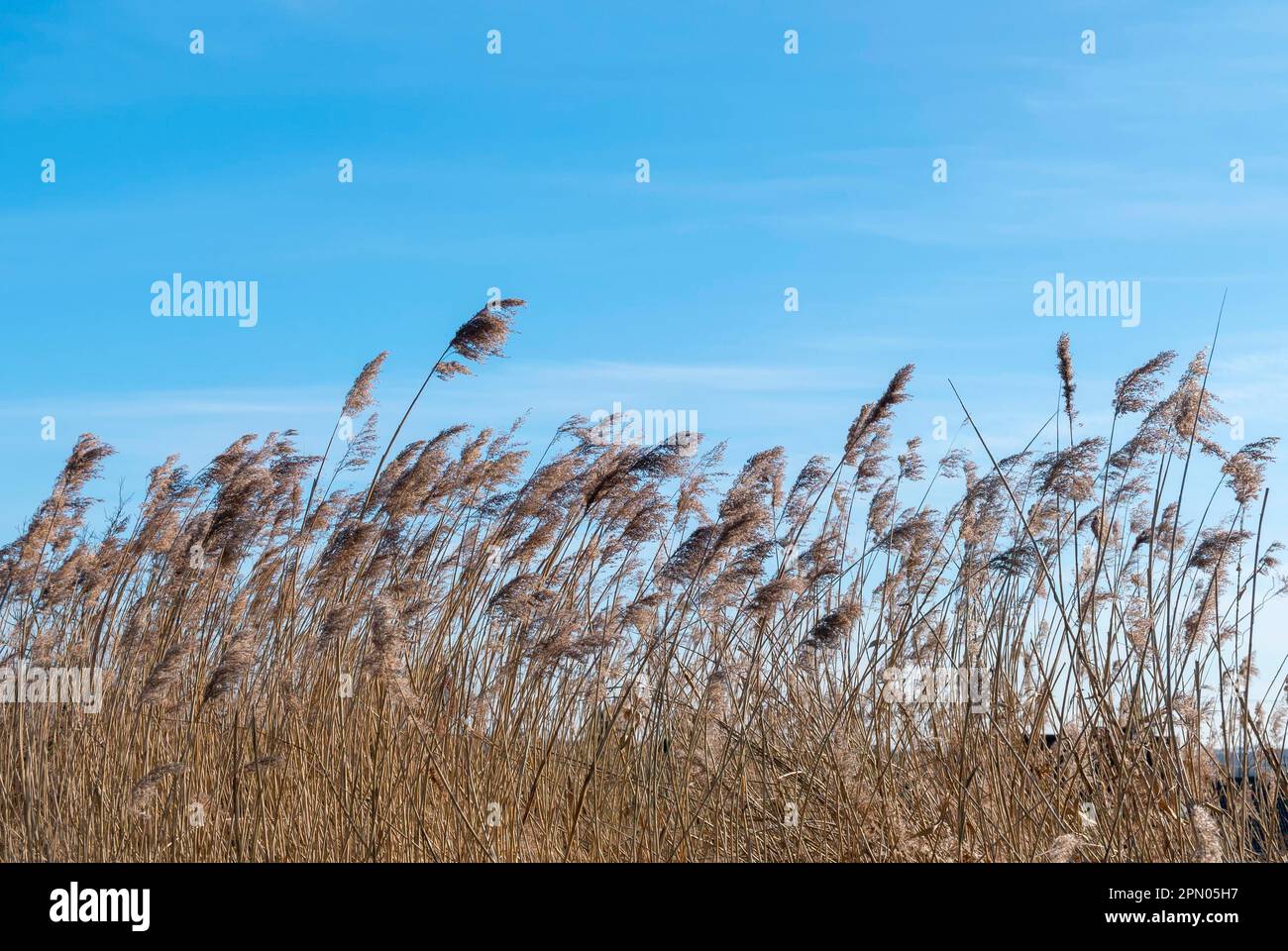 Frosty reed bed hi-res stock photography and images - Alamy