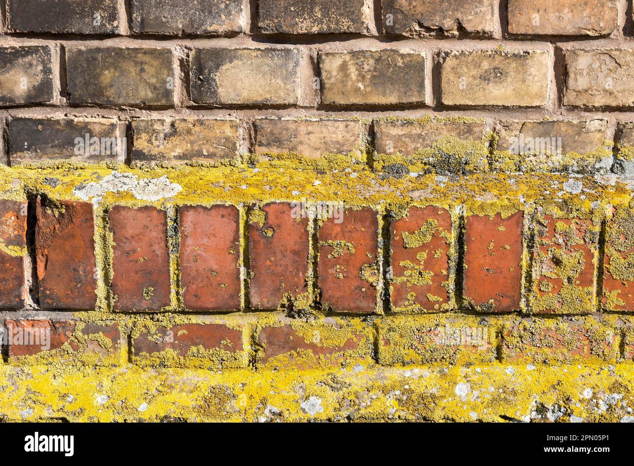 House wall, brick wall, brick wall, overgrown with lichen Stock Photo ...
