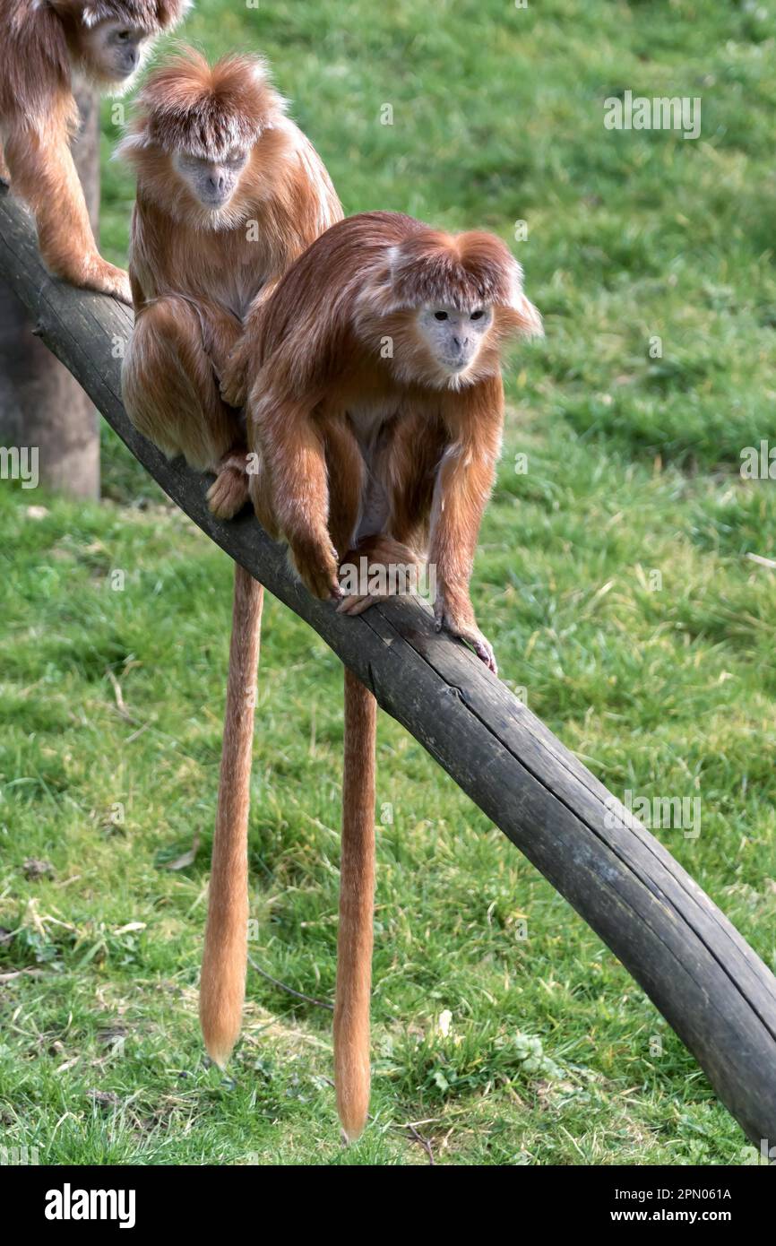 Javan Lutung (Trachypithecus auratus Stock Photo - Alamy