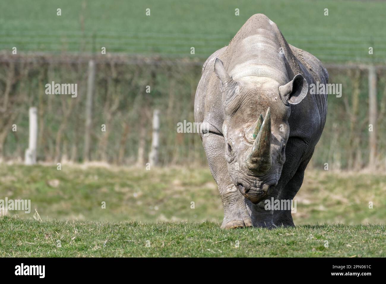 Black Rhinoceros or Hook-lipped Rhinoceros (Diceros bicornis Stock ...