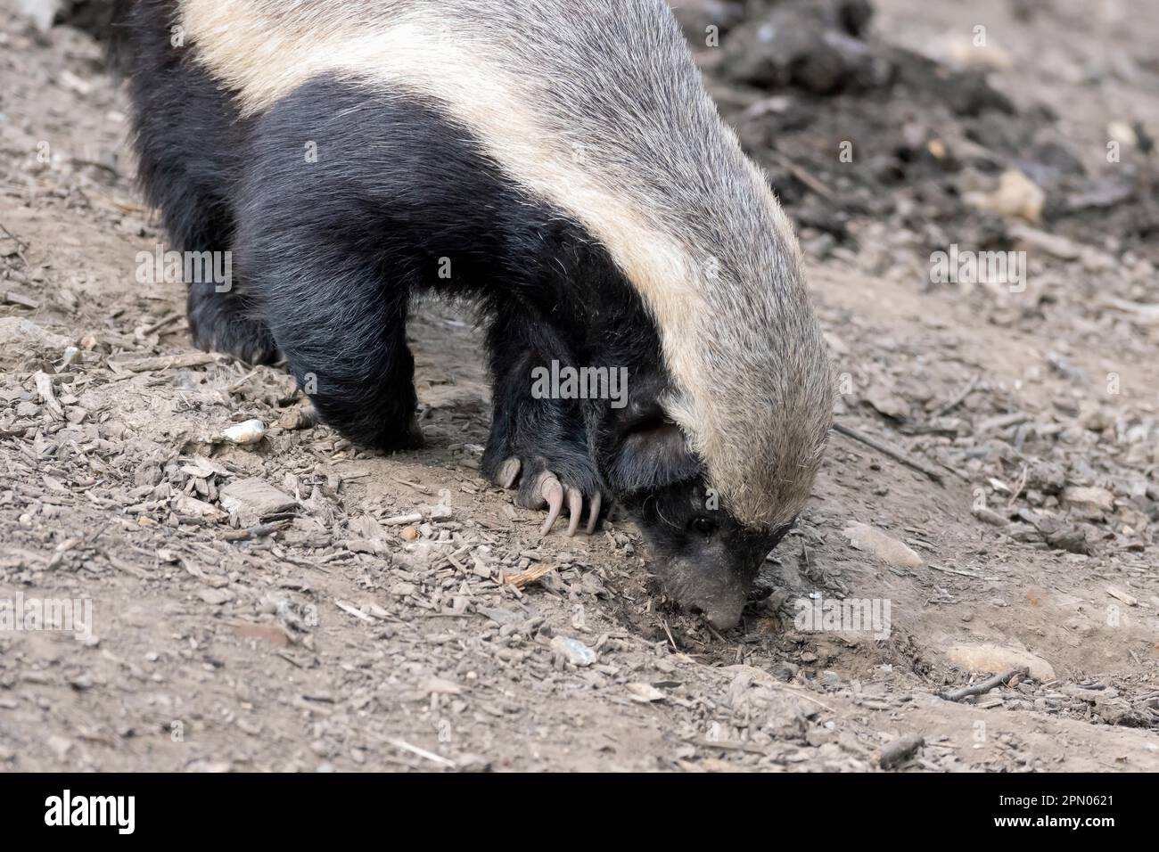 Honey Badger (Mellivora capensis Stock Photo - Alamy