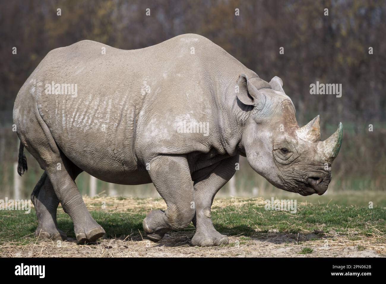Black Rhinoceros or Hook-lipped Rhinoceros (Diceros bicornis Stock ...