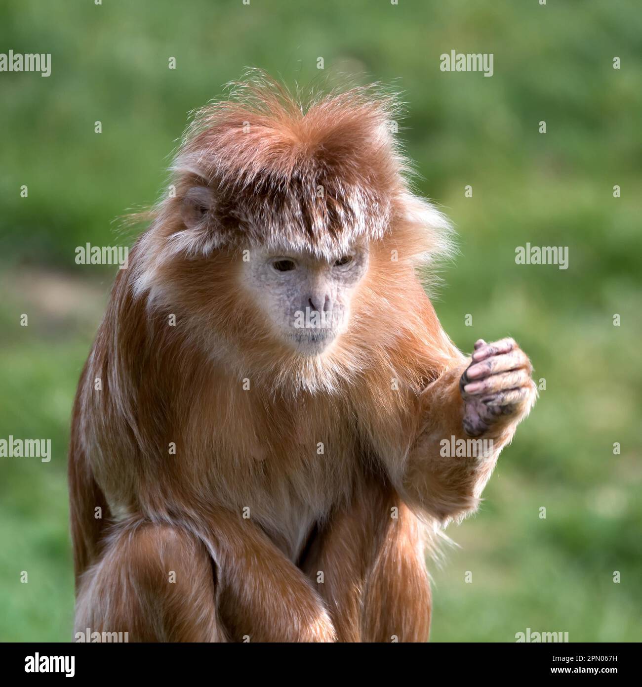 Javan Lutung (Trachypithecus auratus Stock Photo - Alamy