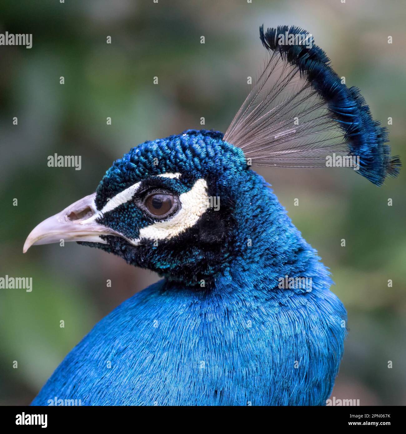 Natural shot indian peacock hi-res stock photography and images - Alamy
