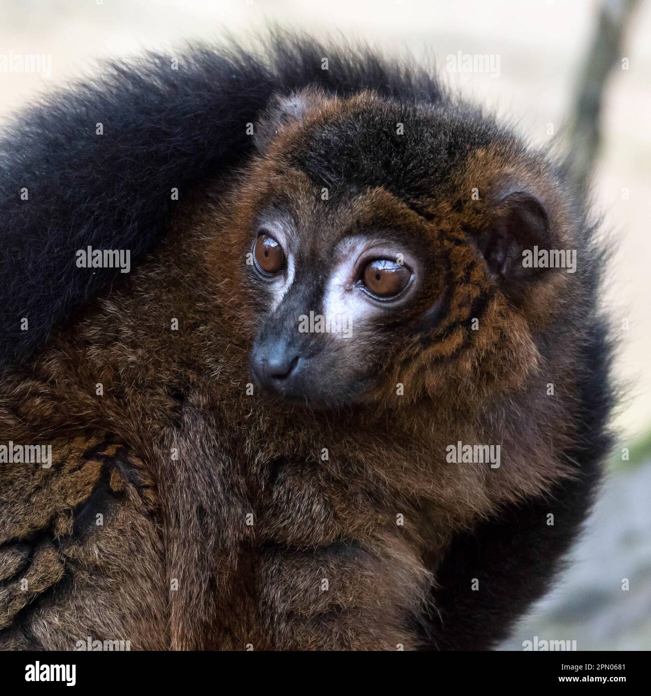 Black Lemur (Eulemur macaco Stock Photo - Alamy