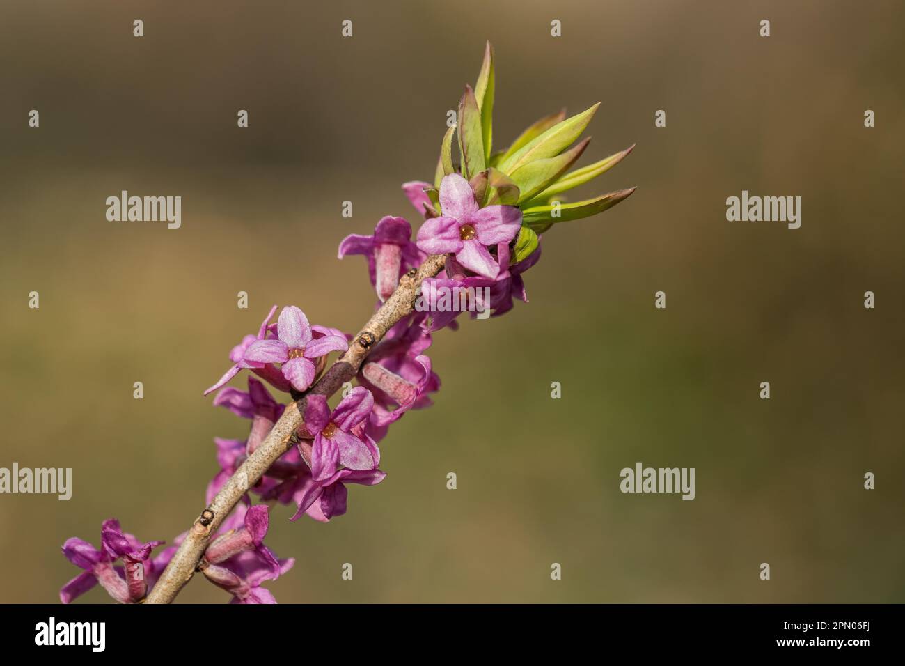 Common Mezereon (Daphne mezereum Stock Photo - Alamy
