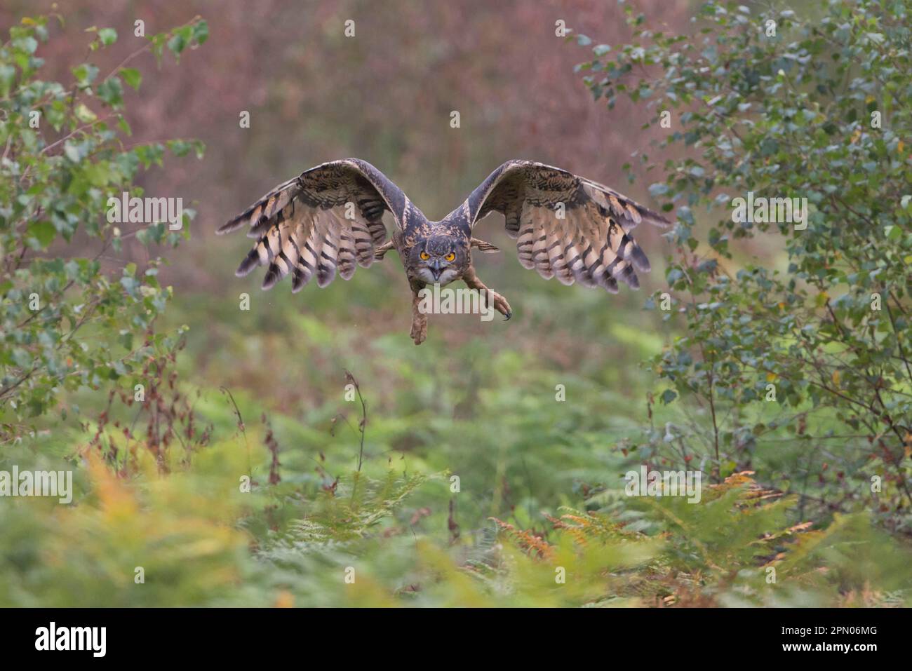 Eurasian eagle-owl (Bubo bubo), European owls, Owls, Animals, Birds ...
