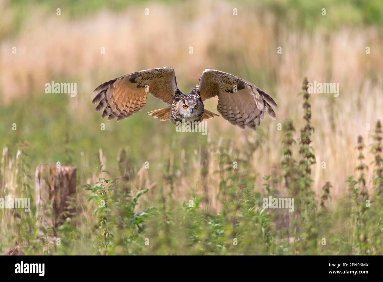 Eurasian eagle-owl (Bubo bubo), European owls, Owls, Animals, Birds ...