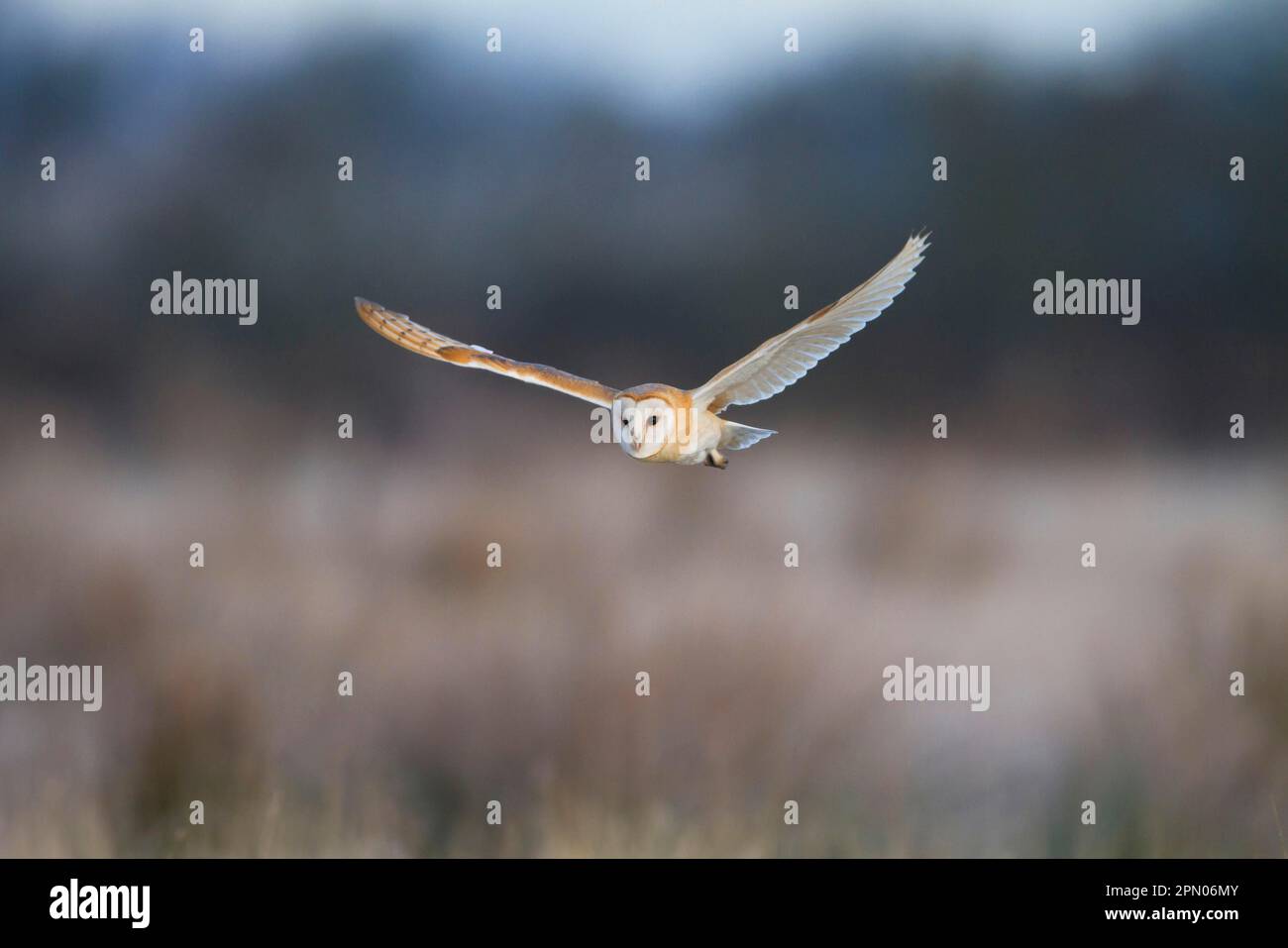 Common barn owl (Tyto alba) adult, in flight, hunting over rough ...