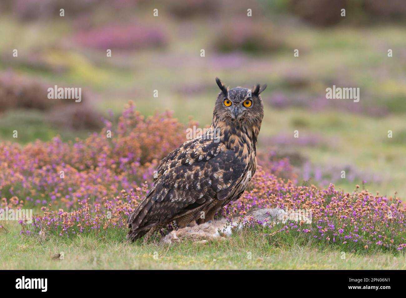 Eurasian eagle-owl (Bubo bubo), European Owls, Owls, Animals, Birds ...