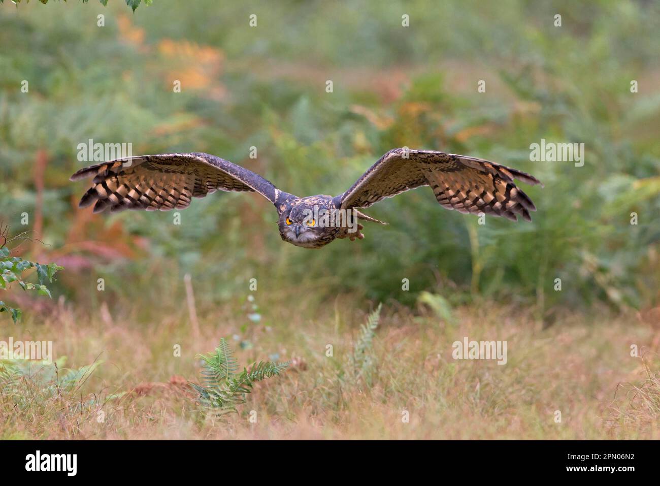 Eurasian eagle-owl (Bubo bubo), European owls, Owls, Animals, Birds ...