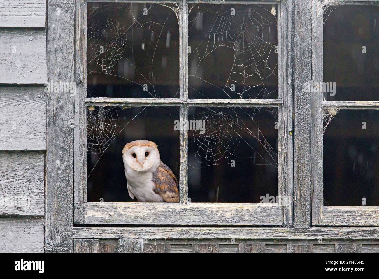Common barn owl (Tyto alba), adult, sitting with cobwebs on barn window ...