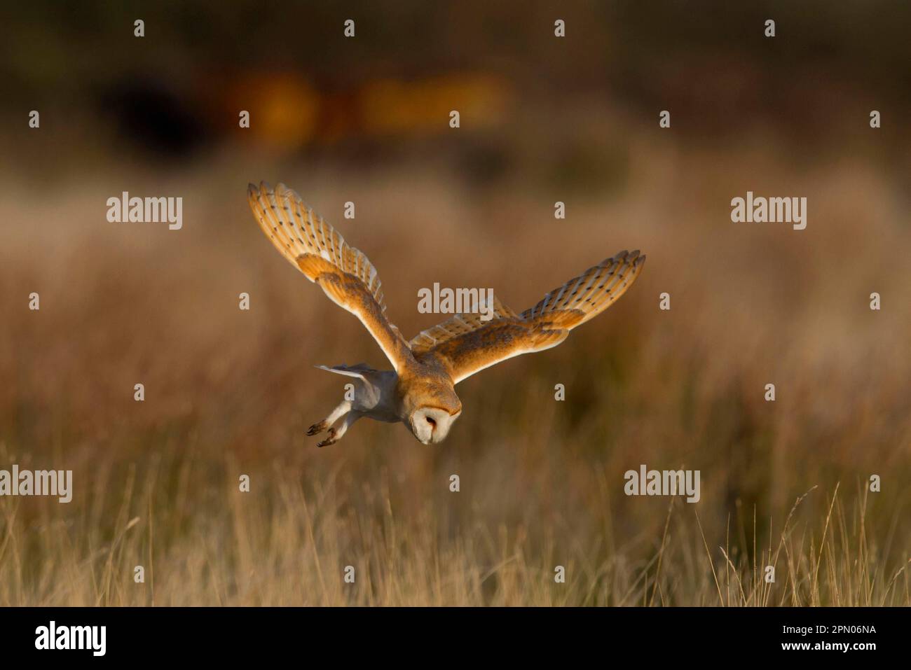 Common barn owl (Tyto alba) adult, in flight, hunting over rough ...