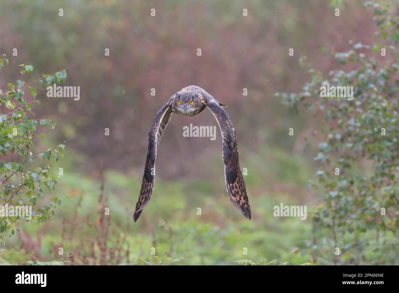 Eurasian eagle-owl (Bubo bubo), European owls, Owls, Animals, Birds ...