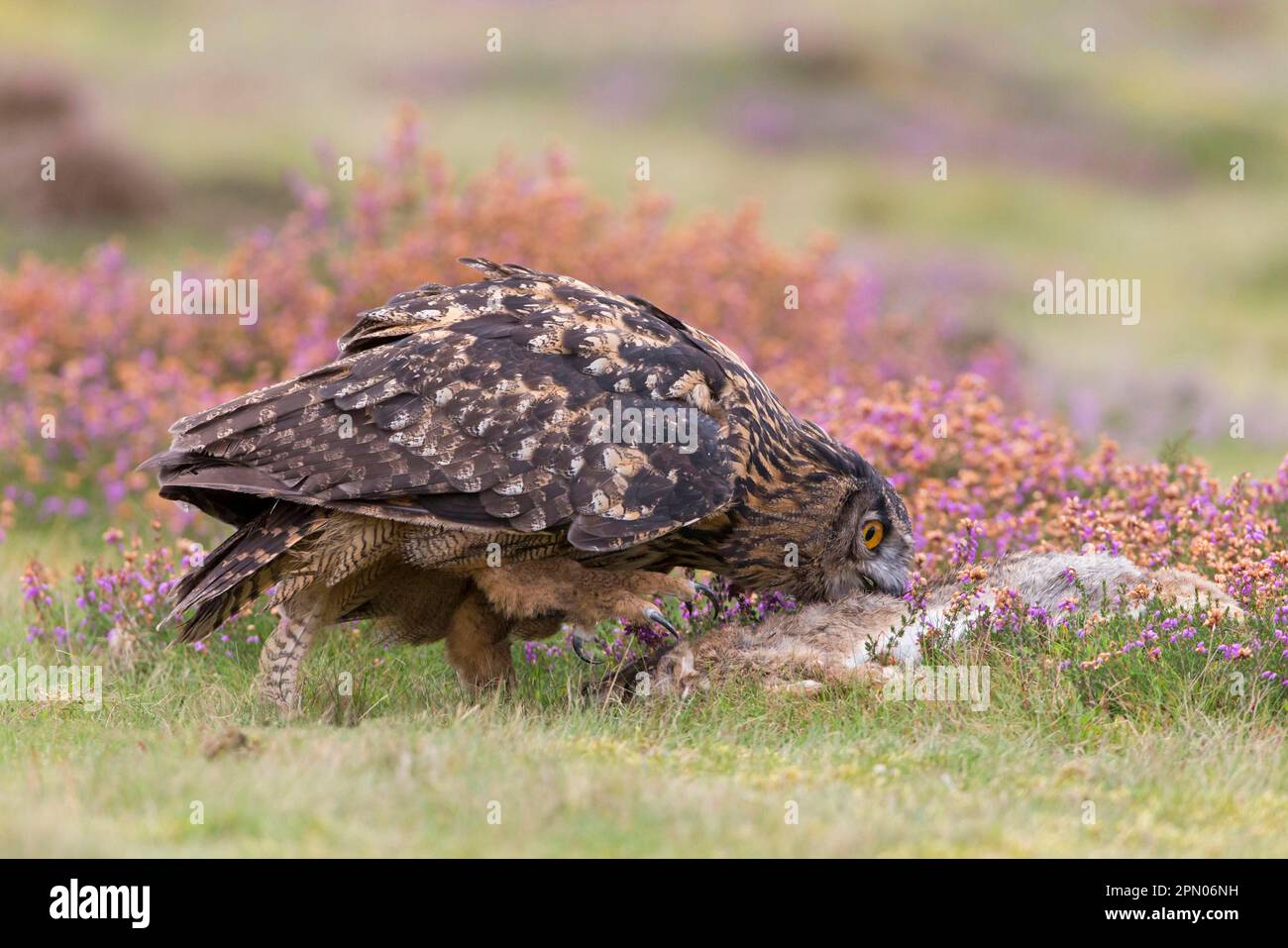 Eurasian eagle-owl (Bubo bubo), European Owls, Owls, Animals, Birds ...