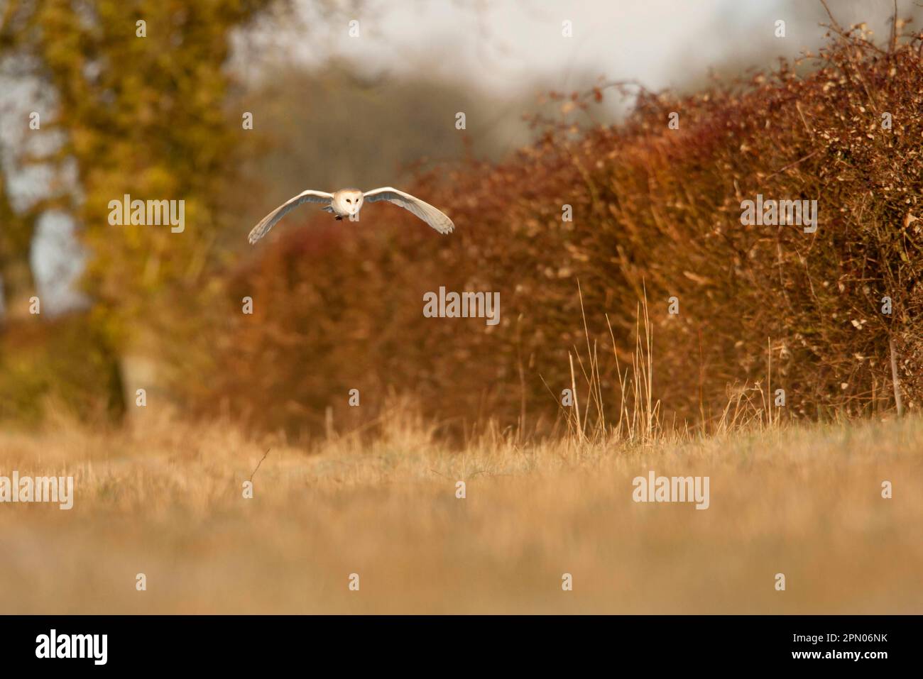 Barn Owl, common barn owls (Tyto alba), Owls, Animals, Birds, Barn Owl ...