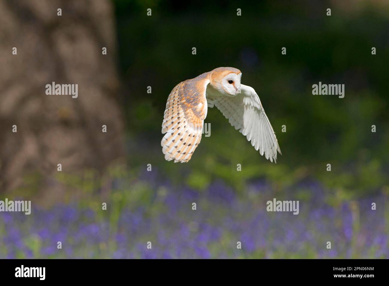 Barn Owl, common barn owls (Tyto alba), Owls, Animals, Birds, Barn Owl adult, in flight over ...