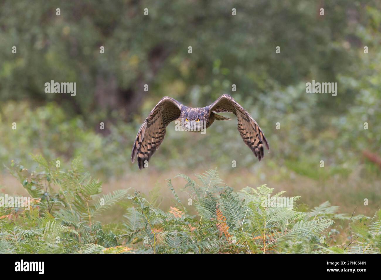 Eurasian eagle-owl (Bubo bubo), European owls, Owls, Animals, Birds ...