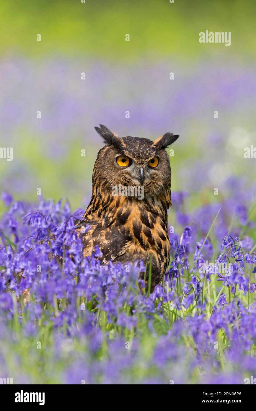 Eurasian eagle-owl (Bubo bubo), European Owls, Owls, Animals, Birds ...