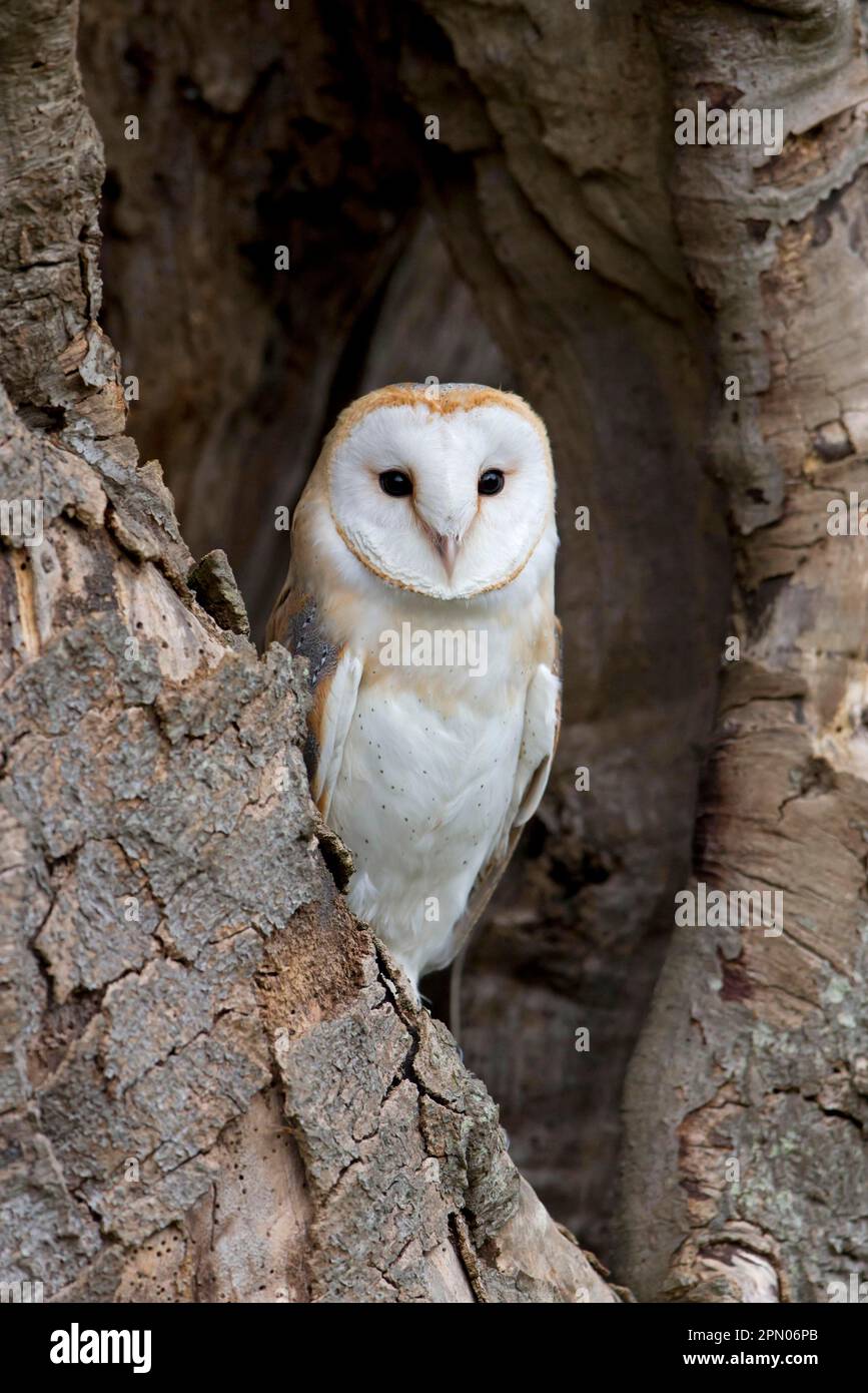 Barn Owl, common barn owls (Tyto alba), Owls, Animals, Birds, Barn Owl adult, perched in tree ...