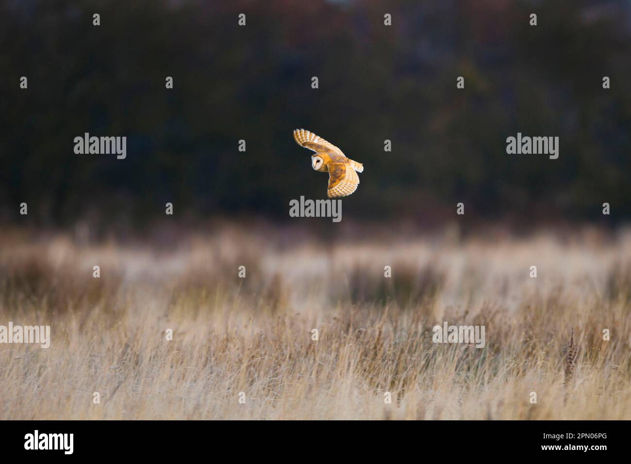 Common barn owl (Tyto alba) adult, in flight, hunting over rough ...