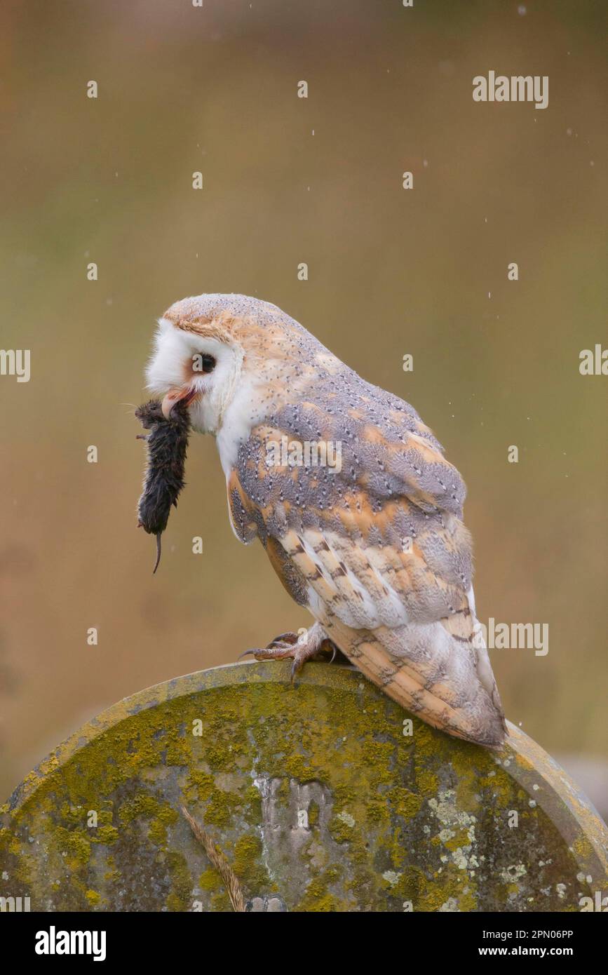 Common barn owl (Tyto alba) adult, with field vole (Microtus agrestis ...