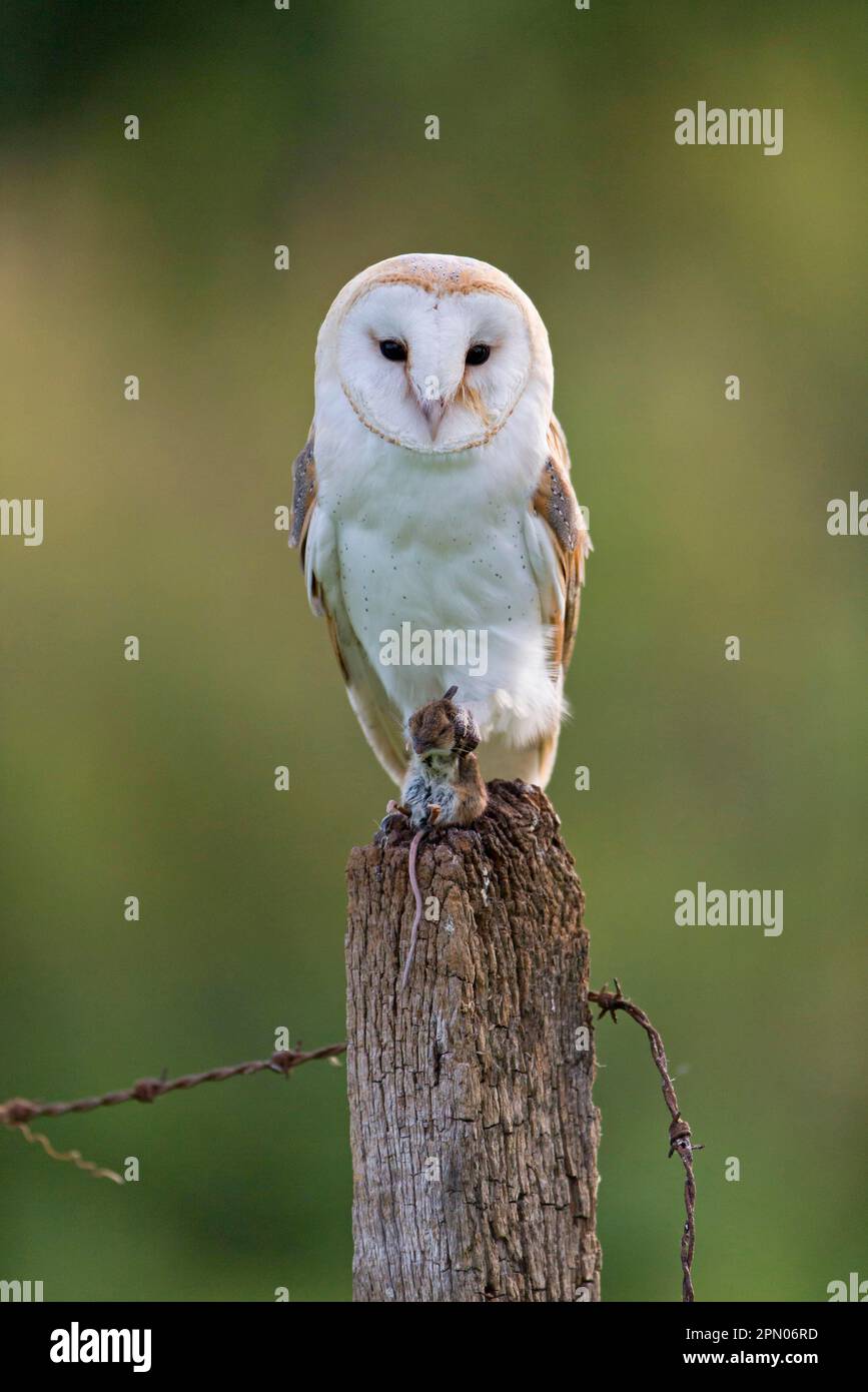 Common barn owl (Tyto alba) adult, with wood mouse (Apodemus sylvaticus ...