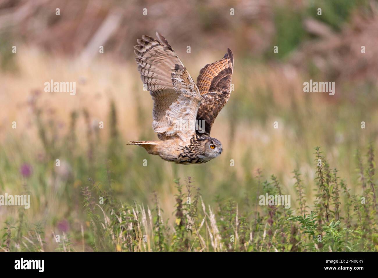 Eurasian eagle-owl (Bubo bubo), European owls, Owls, Animals, Birds ...
